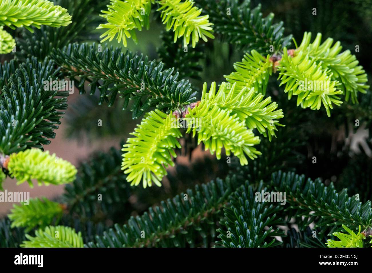 Algerian fir Banque de photographies et d’images à haute résolution - Alamy