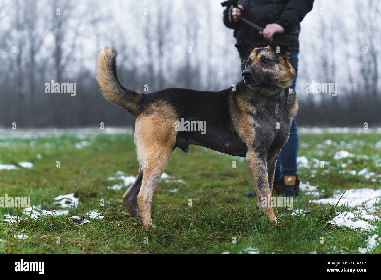 Grand chien d'abri mixte adulte avec dermatite atopique visible sur sa ...