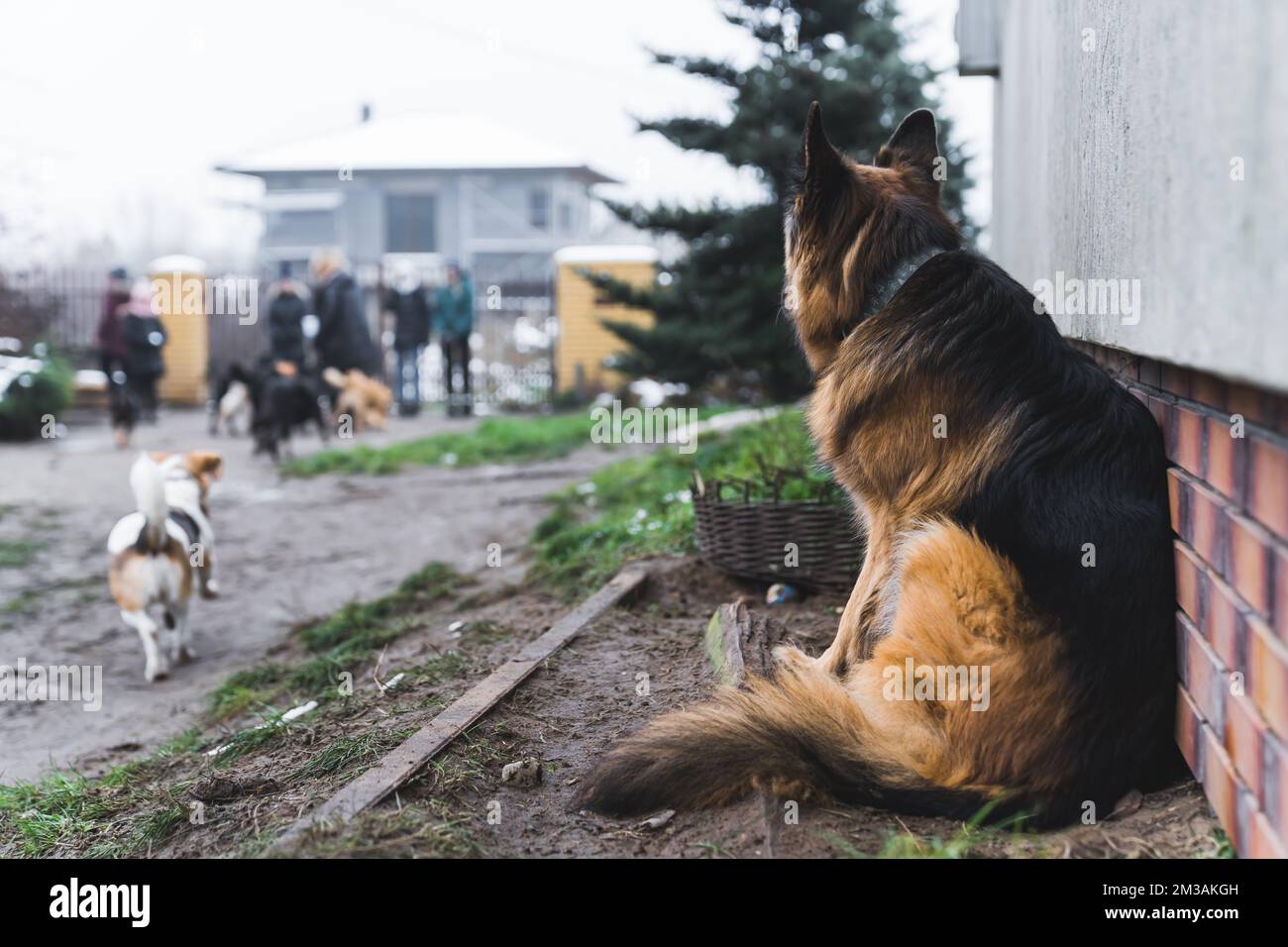 Grand berger allemand assis à côté du mur de la maison et regardant des ...