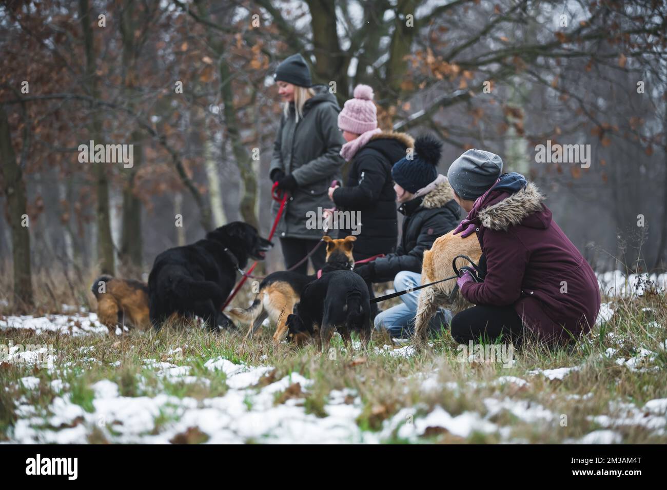 Dog family diversity Banque de photographies et d’images à haute ...