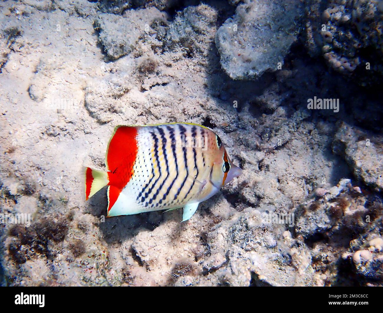 Poisson papillon eritrean de la mer rouge chaetodon paucifasciatus ...