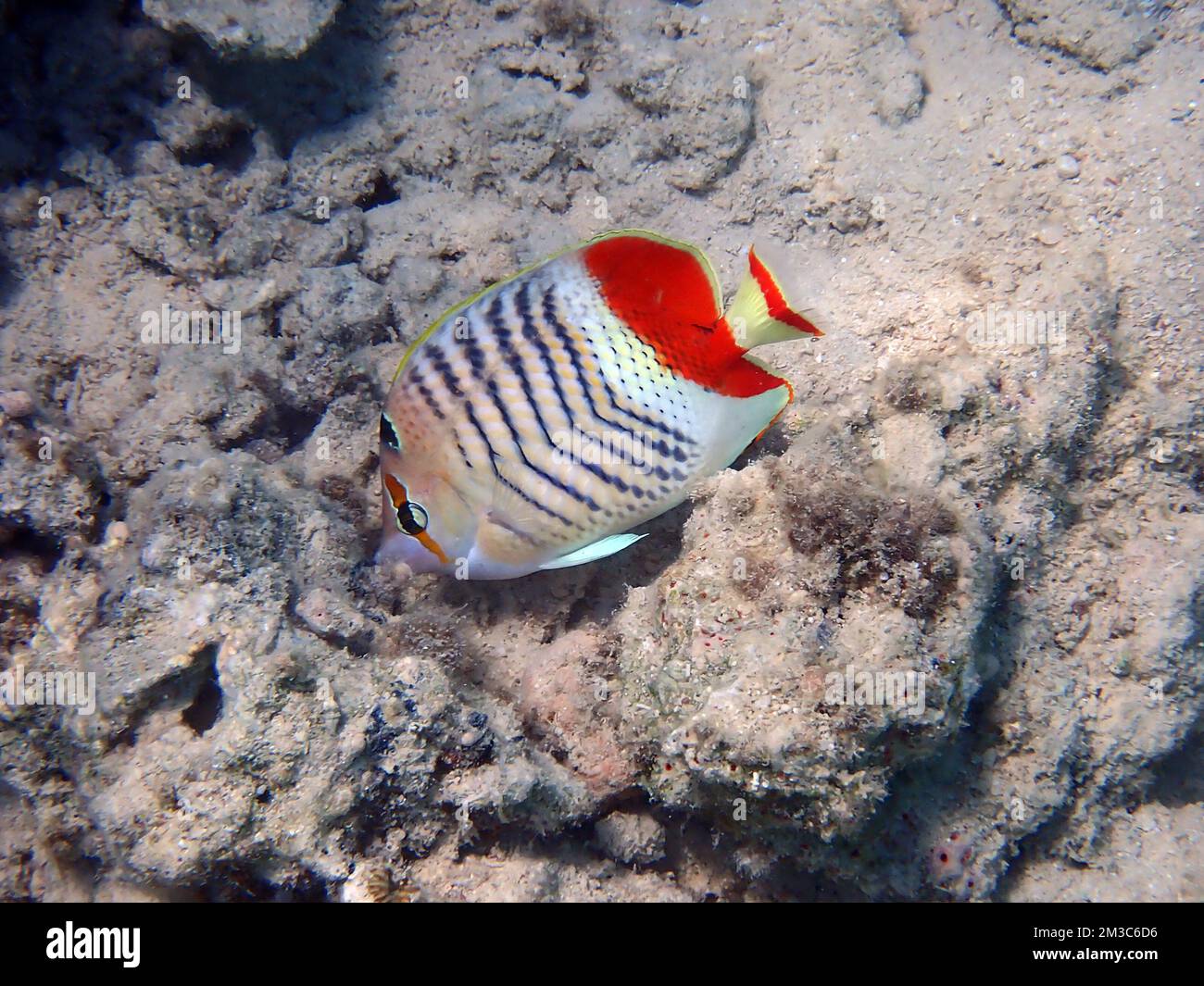 Poisson papillon eritrean de la mer rouge chaetodon paucifasciatus ...