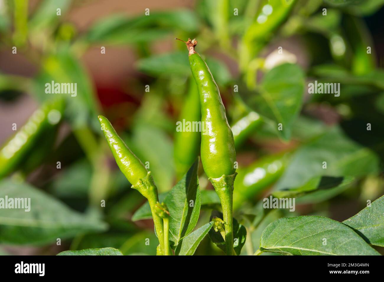 Les petits piments verts sont également connus sous le nom de Capsicum ...