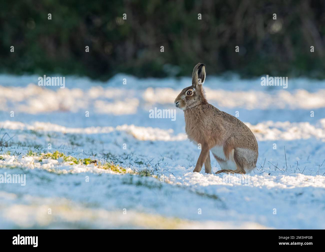 Un lièvre brun sauvage ( Lepus europaeus) en hiver . Assis dans la ...
