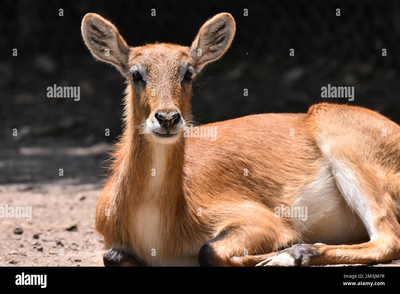 Une espèce d'Impala vue dans son habitat au cours d'un programme de ...
