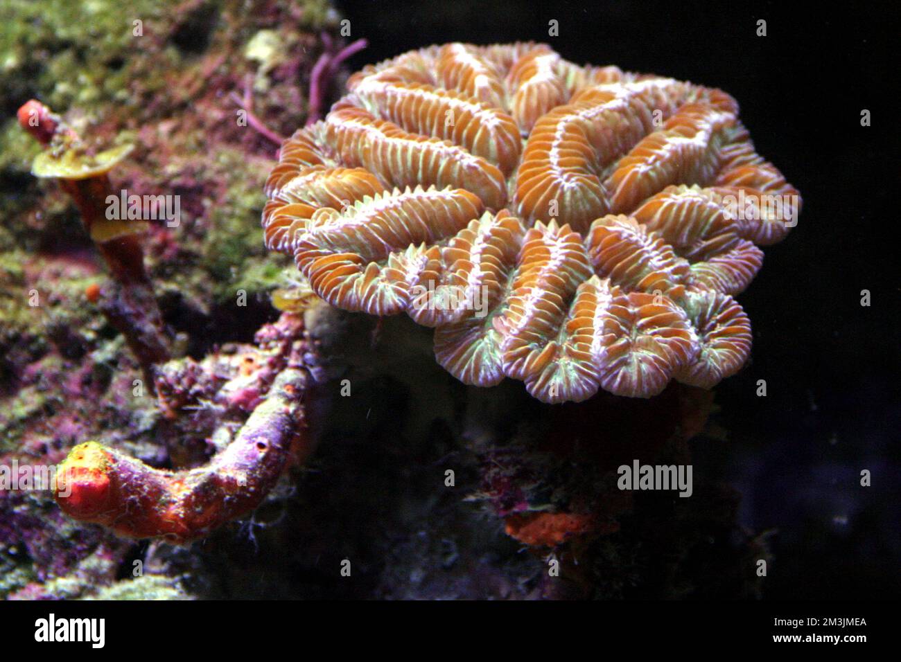 L'aquarium de récif corallien expose la biodiversité des jardins sous ...