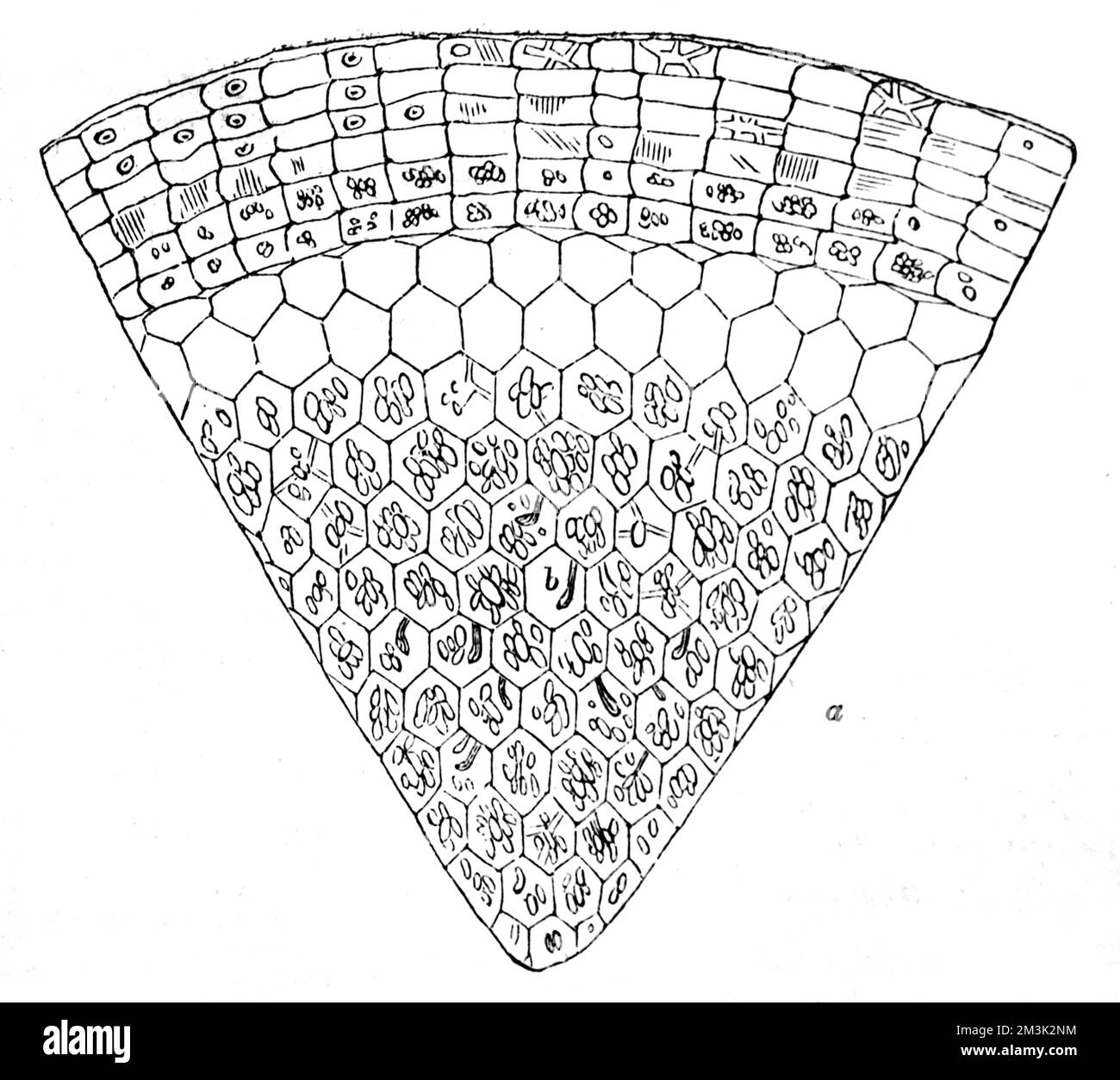 Botrytis blight Banque d'images détourées - Alamy