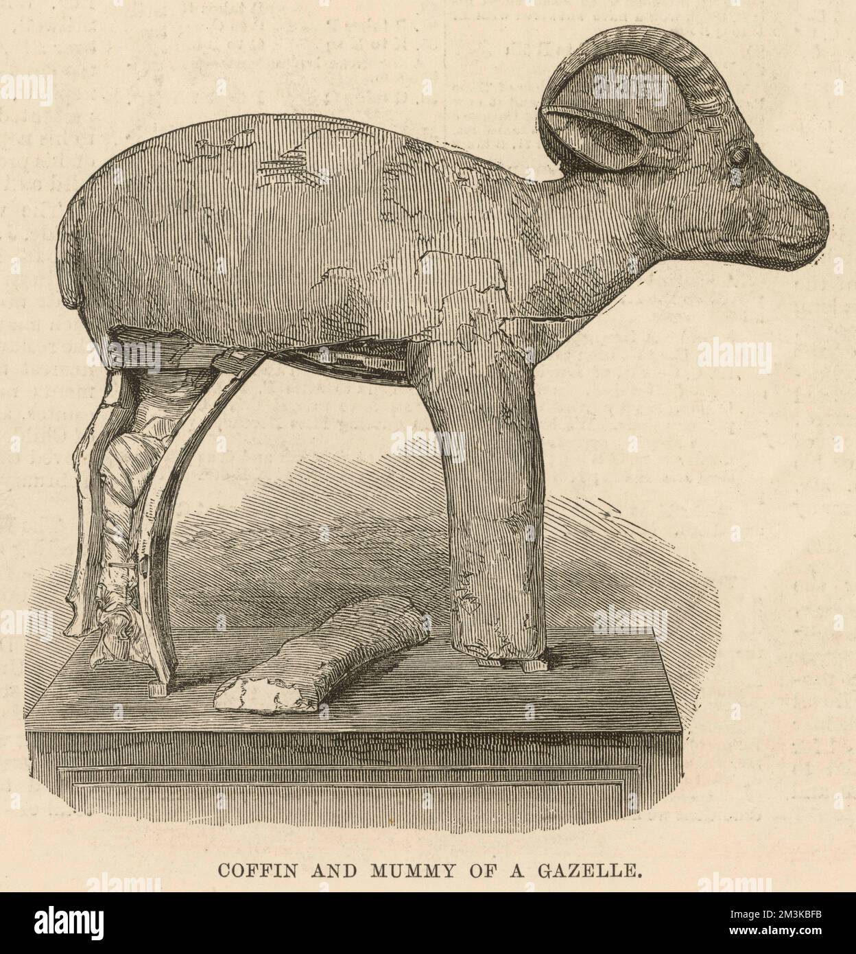 EQUIPEMENT funéraire de la reine Isa-em-Kheb : une gazelle momifiée ...