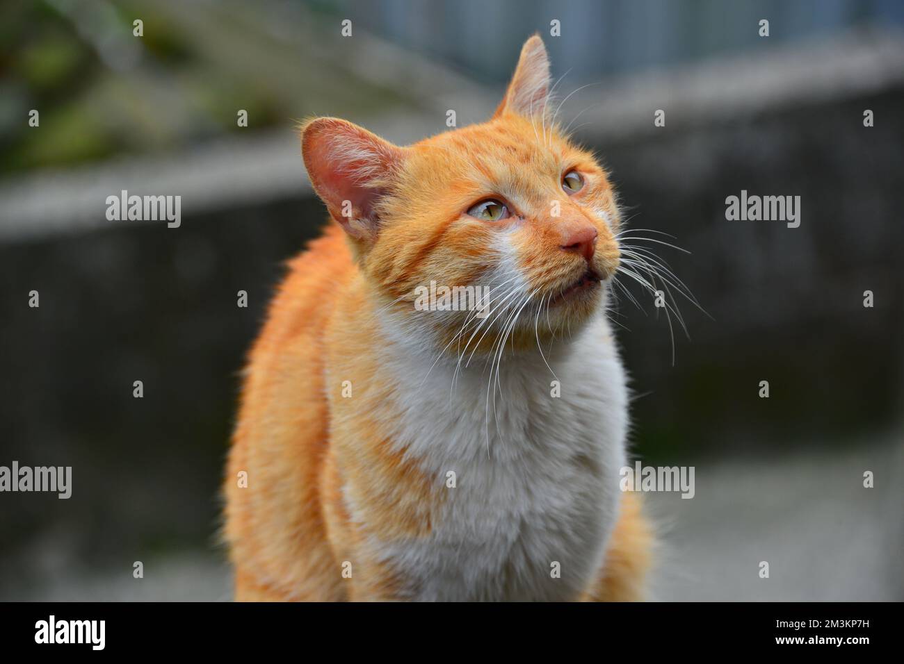 Le chat tabby jaune regarde dans la distance. Village de chats de ...