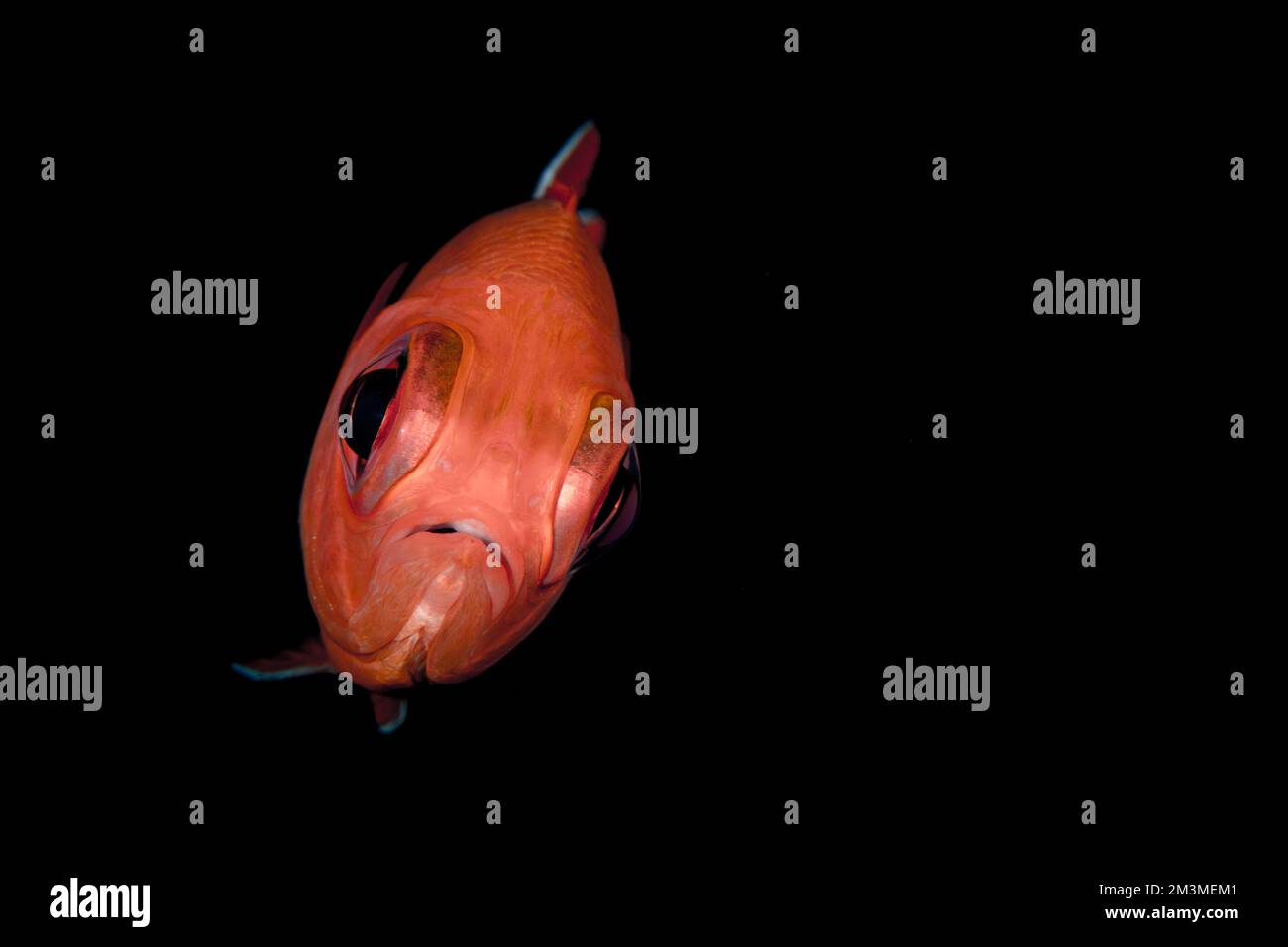 Poissons colorés de récif corallien tropical dans l'Indo - océan ...