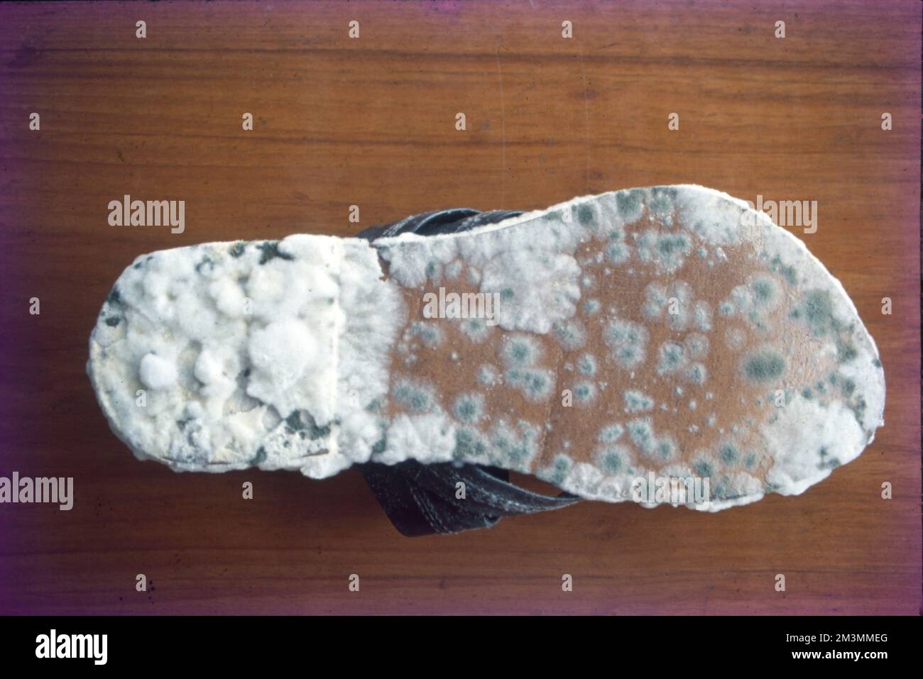 Fungal spores Banque de photographies et d’images à haute résolution ...