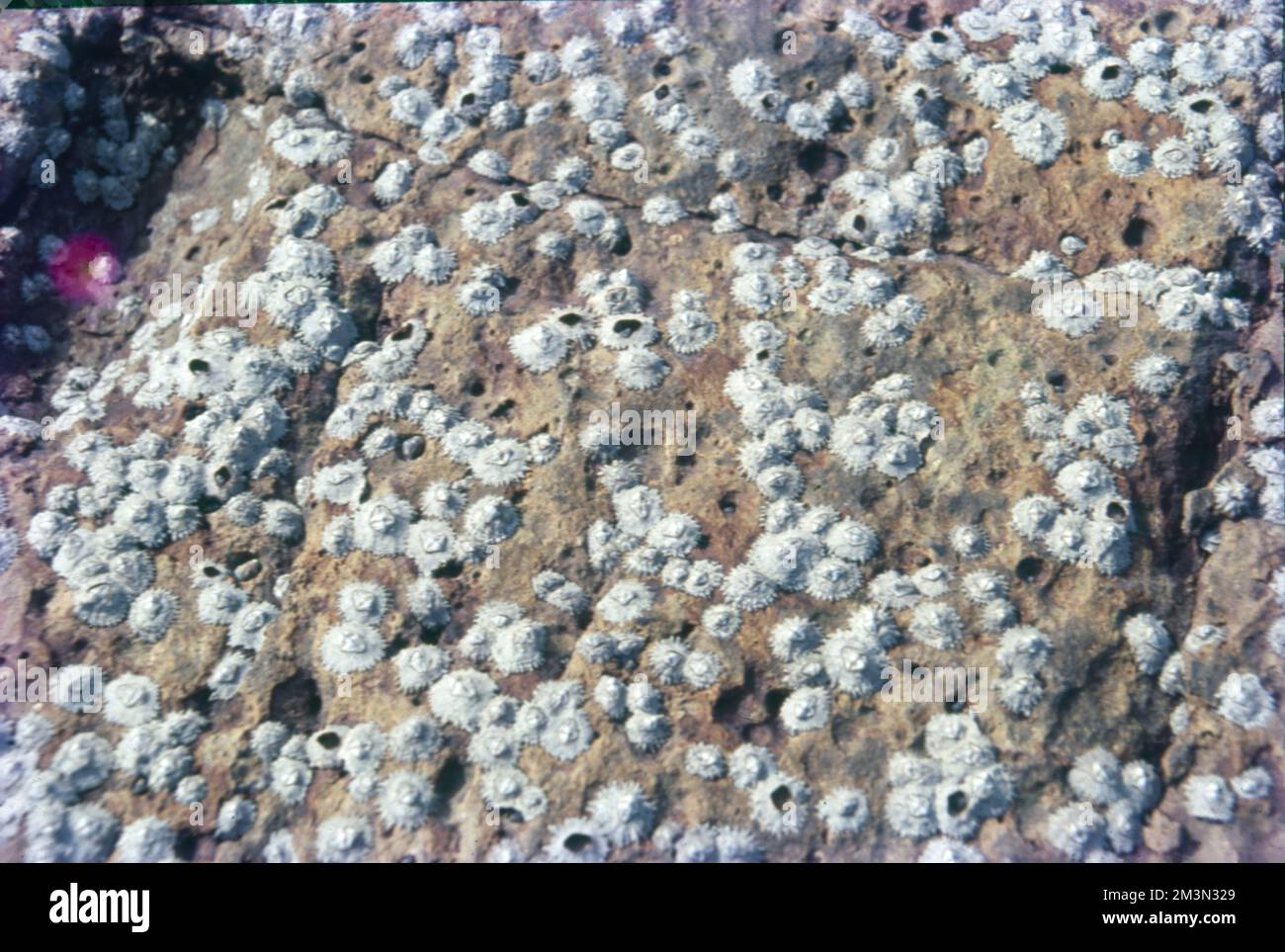 Corel reef Banque de photographies et d’images à haute résolution - Alamy