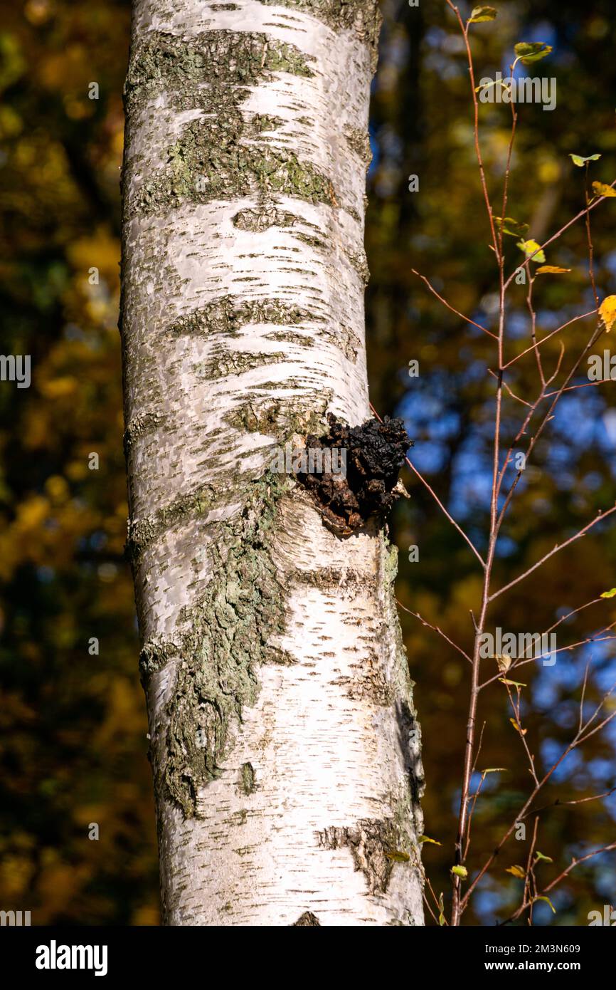 Arbre chaga bouleau blanc Banque de photographies et d’images à haute ...