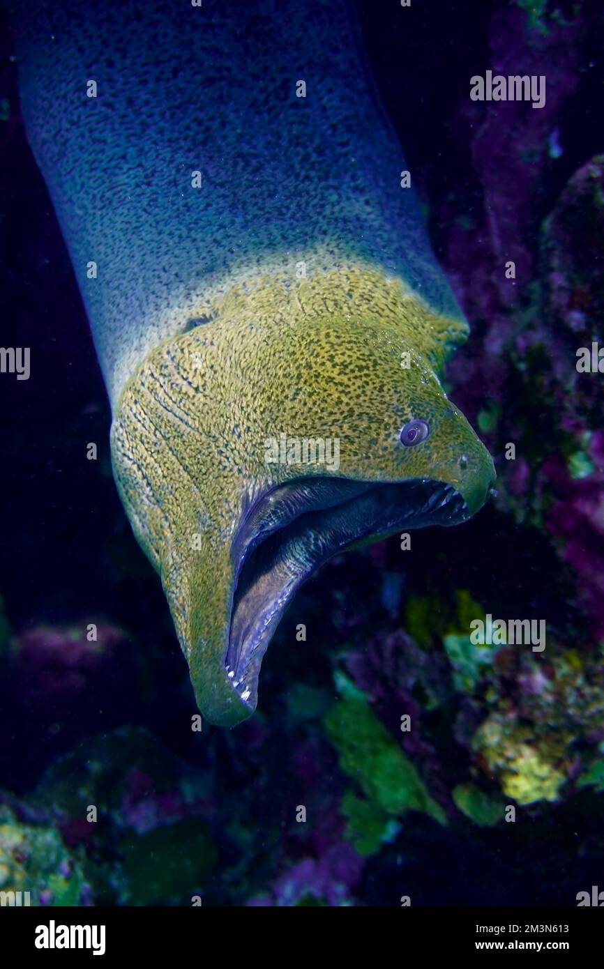 Une grande anguille moray avec de grandes dents acérées se cachant dans ...