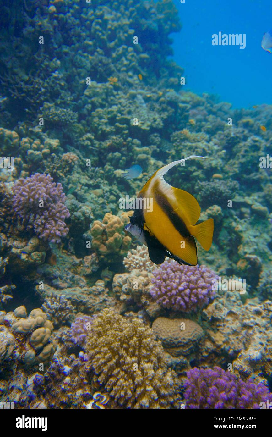 Poisson corail Banque de photographies et d’images à haute résolution ...