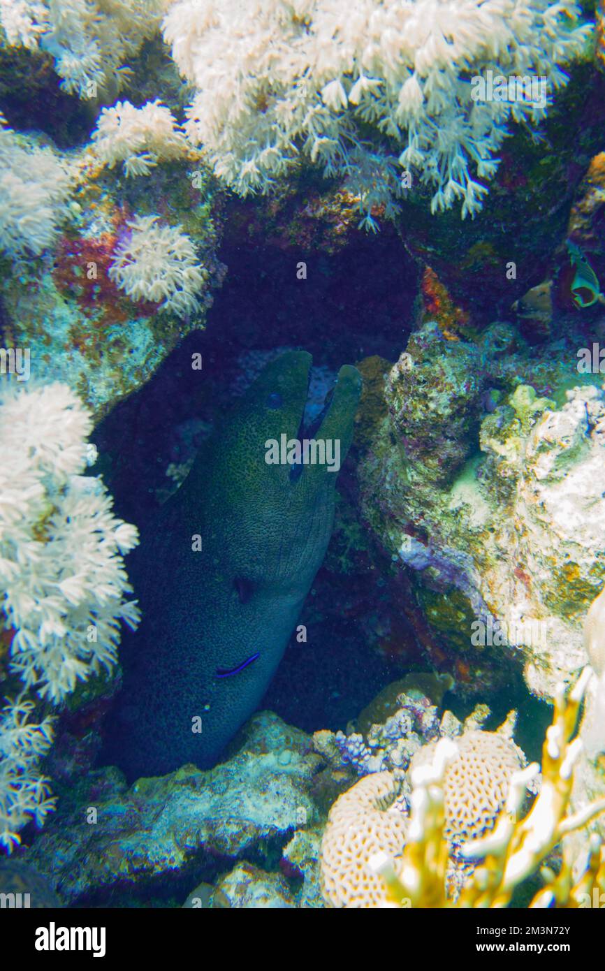 Une grande anguille moray avec de grandes dents acérées se cachant dans ...