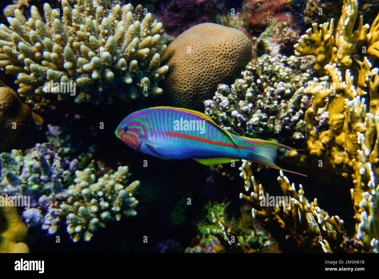 Magnifique récif de corail avec de nombreuses poissons et poissons ...