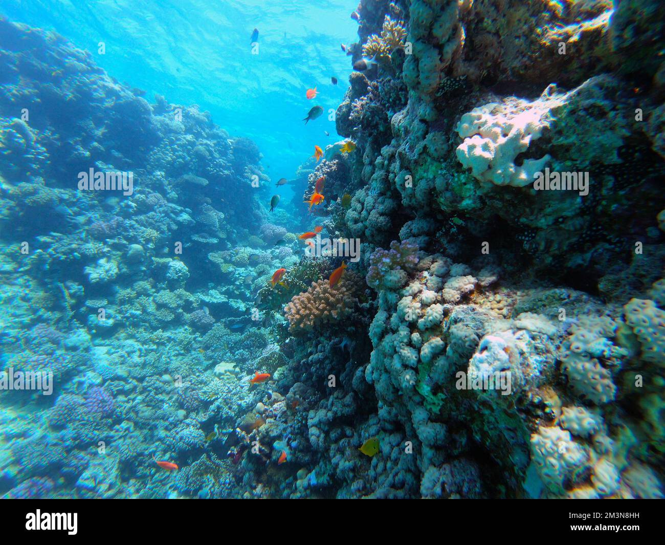Magnifique récif de corail avec de nombreuses poissons et poissons ...