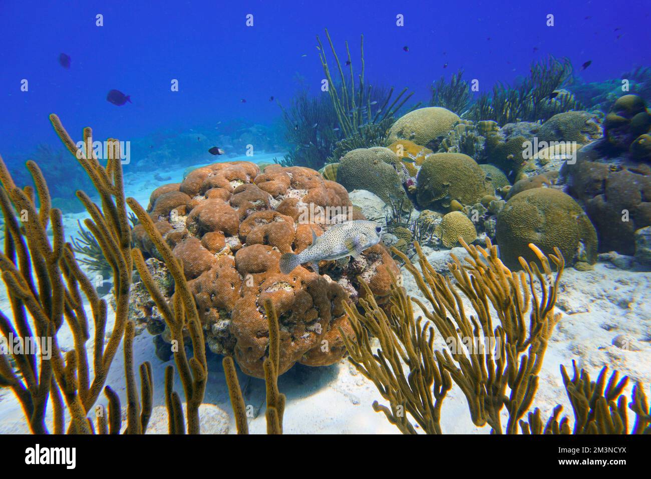 Poisson de porc-épic, poisson-souffleur avec motif militaire de ...