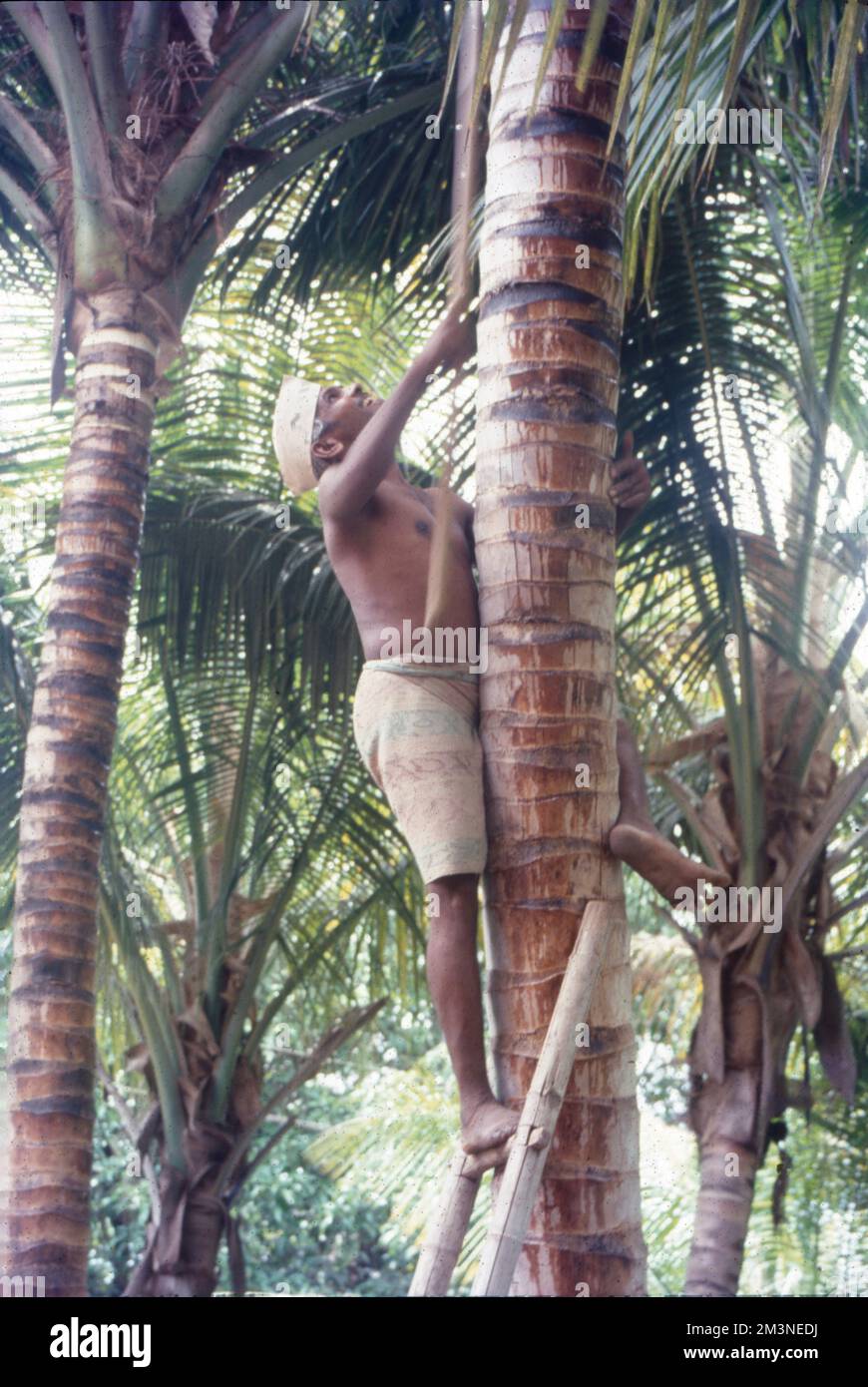 Toddy Tapping, Gobi Palayam, Tamil Nadu:- même la sève de la fleur de ...