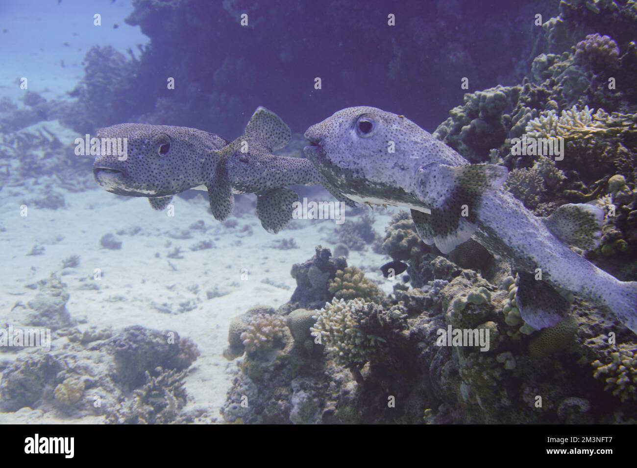 Poisson de porc-épic, poisson-souffleur avec motif militaire de ...