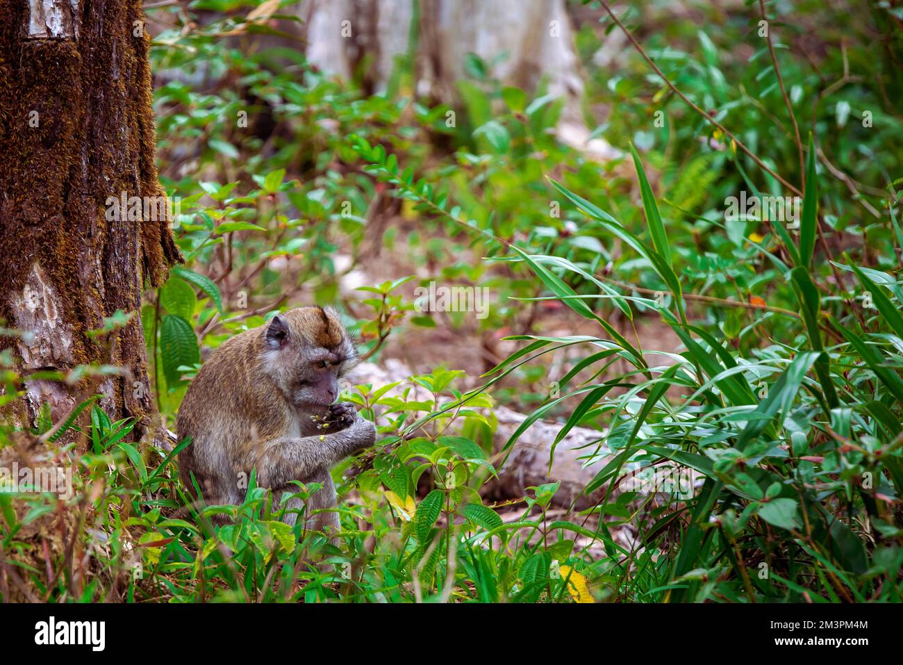Les cascades Alexandra font partie du parc national des gorges de la ...