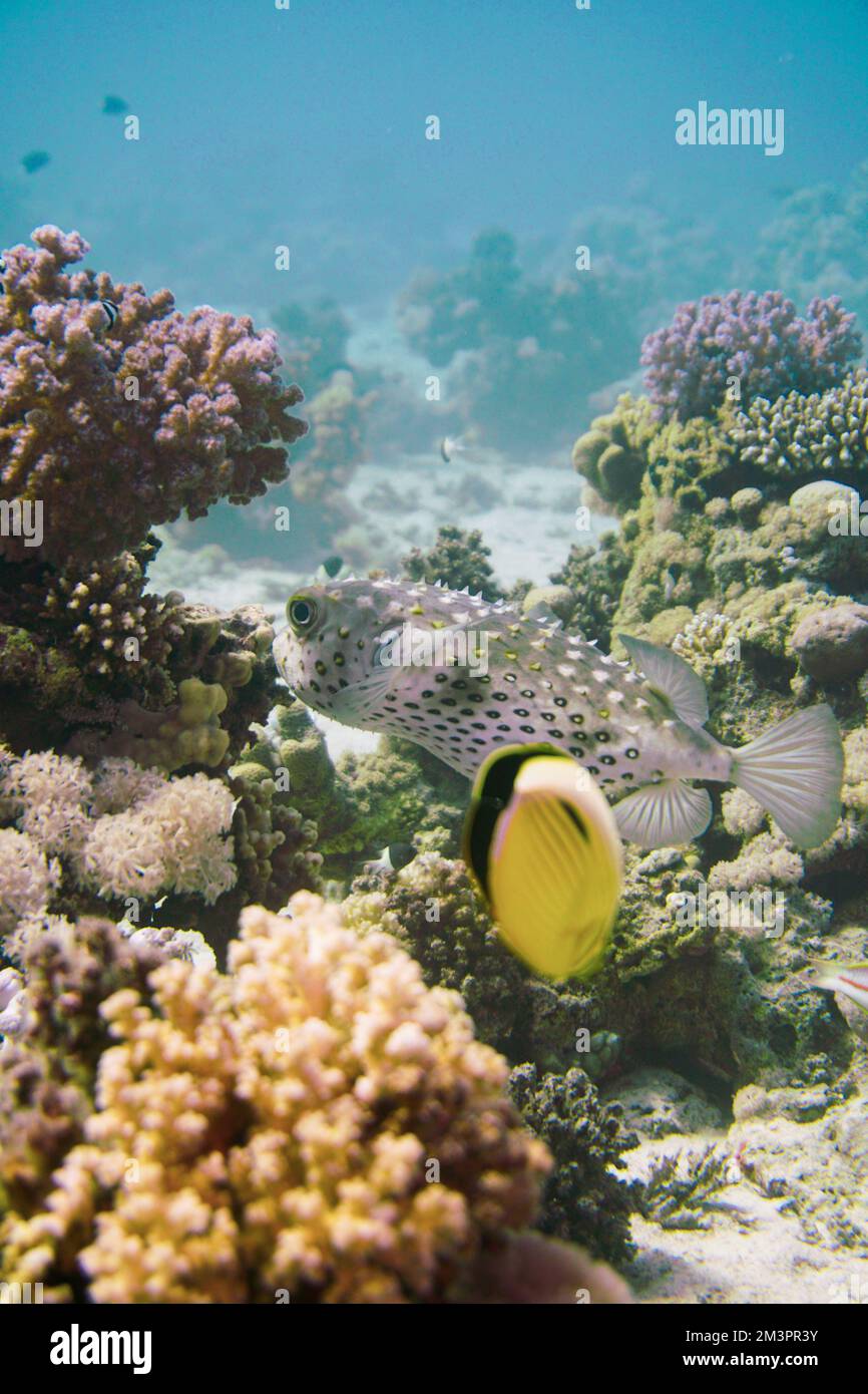 Poisson de porc-épic, poisson-souffleur avec motif militaire de ...