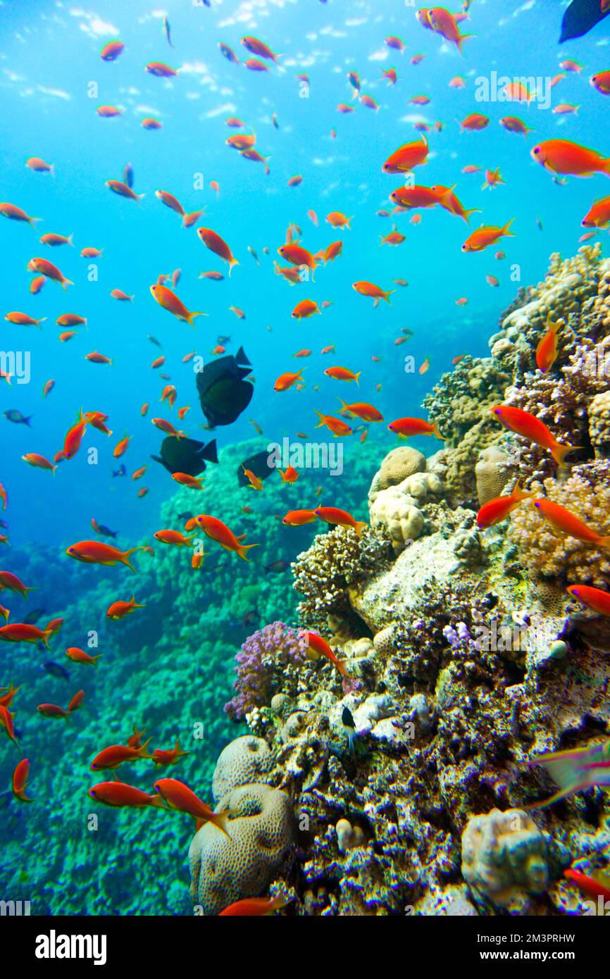 Magnifique récif de corail avec de nombreuses poissons et poissons ...