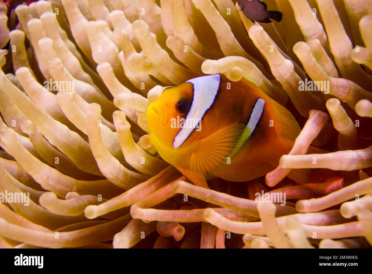 Magnifique poisson-clownfish Nemo de trouver Nemo dans l'anémone dans l ...