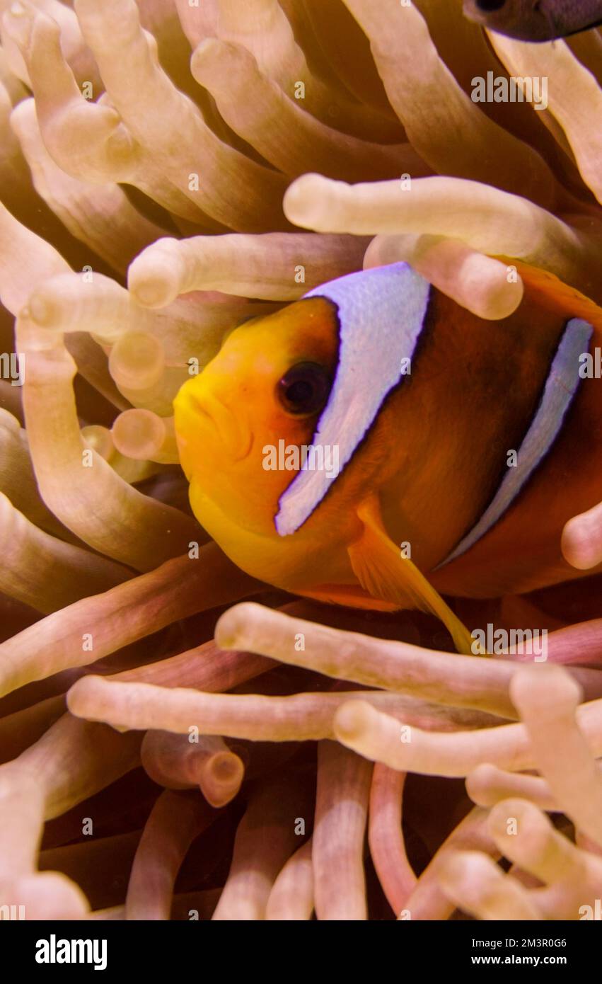 Magnifique poisson-clownfish Nemo de trouver Nemo dans l'anémone dans l ...