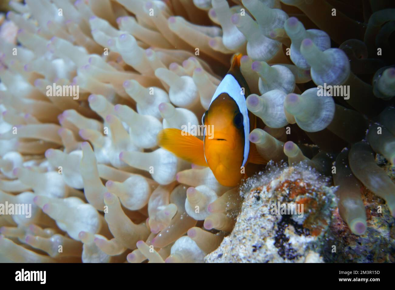 Magnifique poisson-clownfish Nemo de trouver Nemo dans l'anémone dans l ...