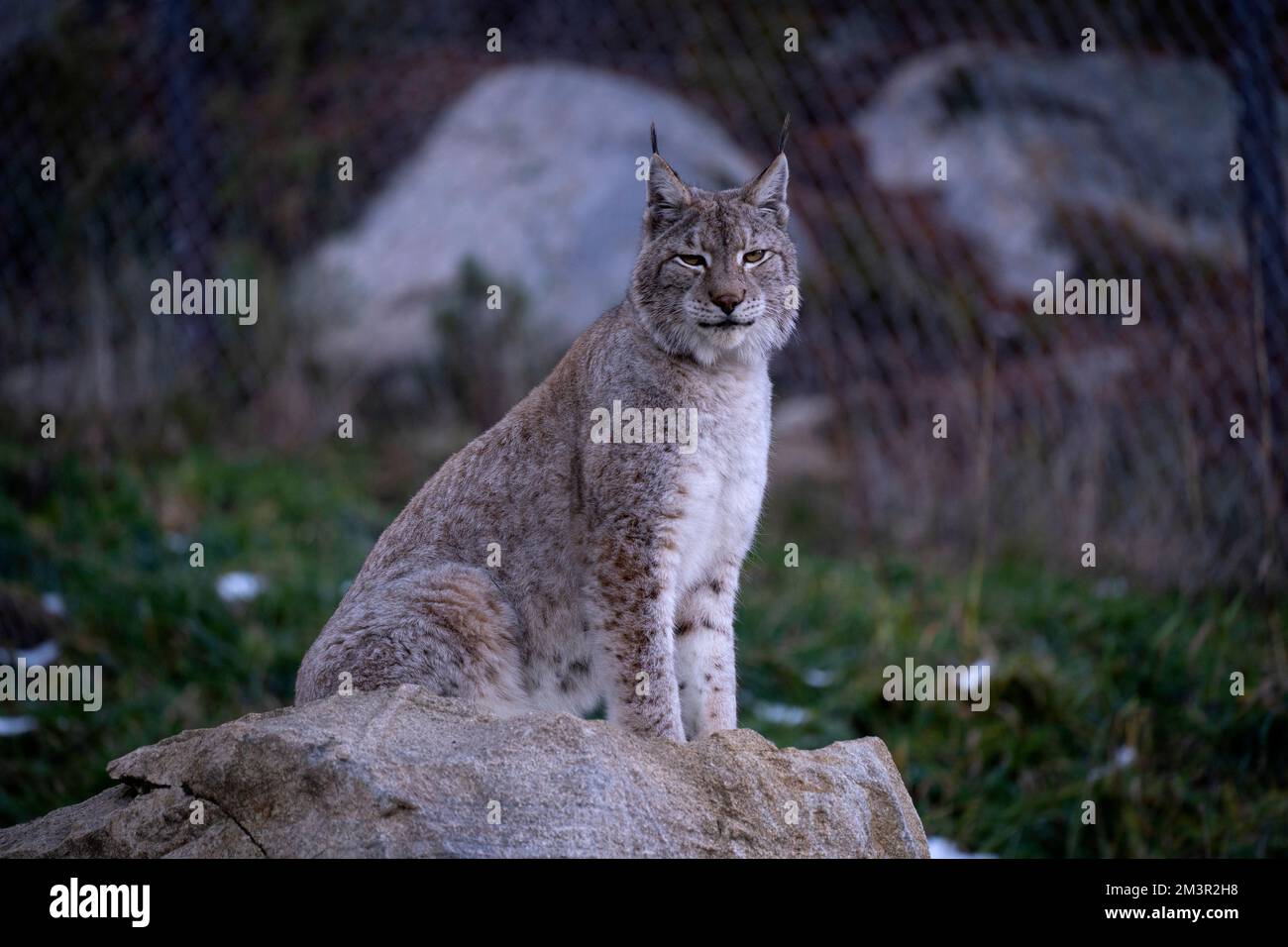 Pardelle de lynx Banque de photographies et d’images à haute résolution ...