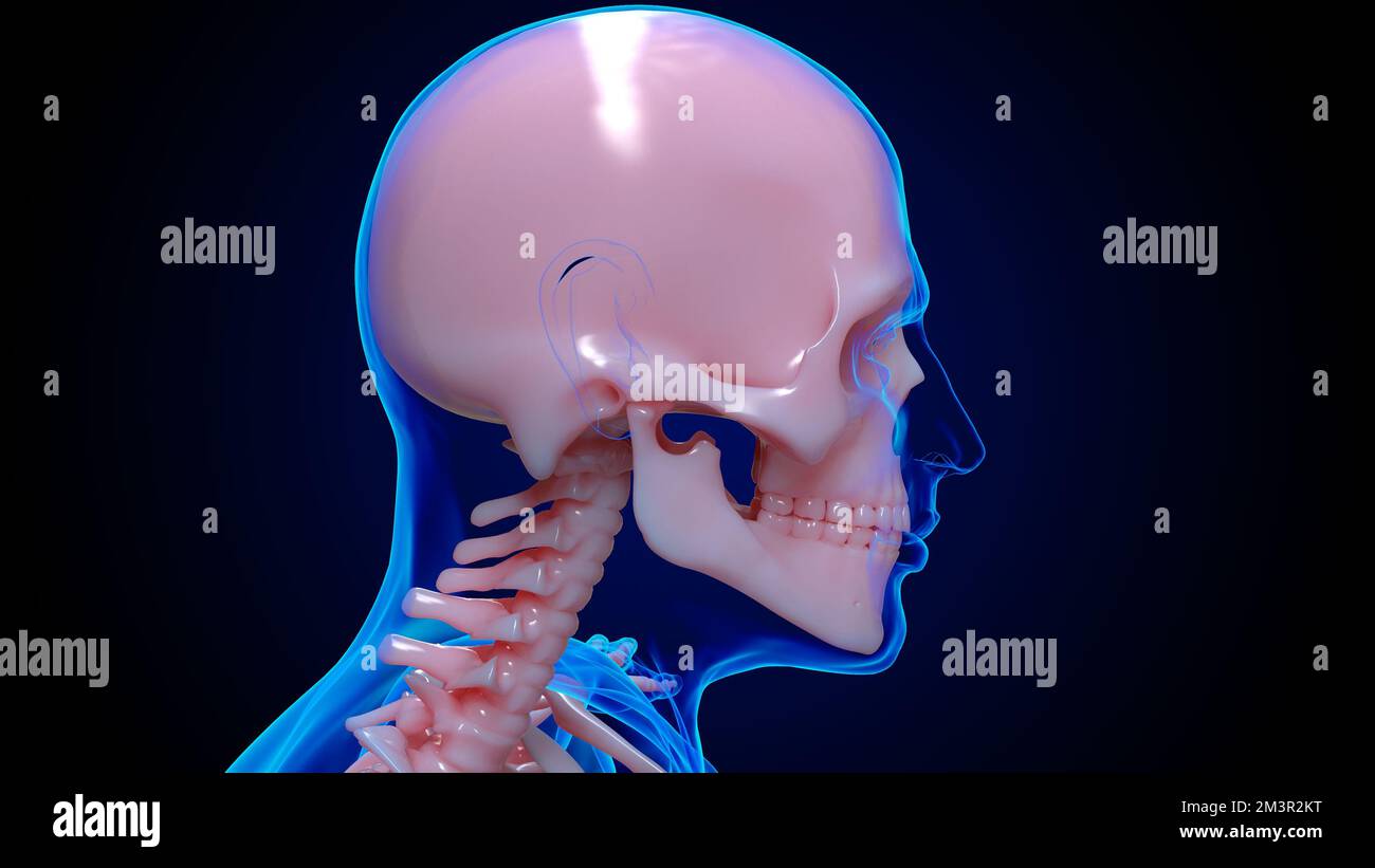 Anatomie du squelette humain os du crâne pour l'illustration du concept ...