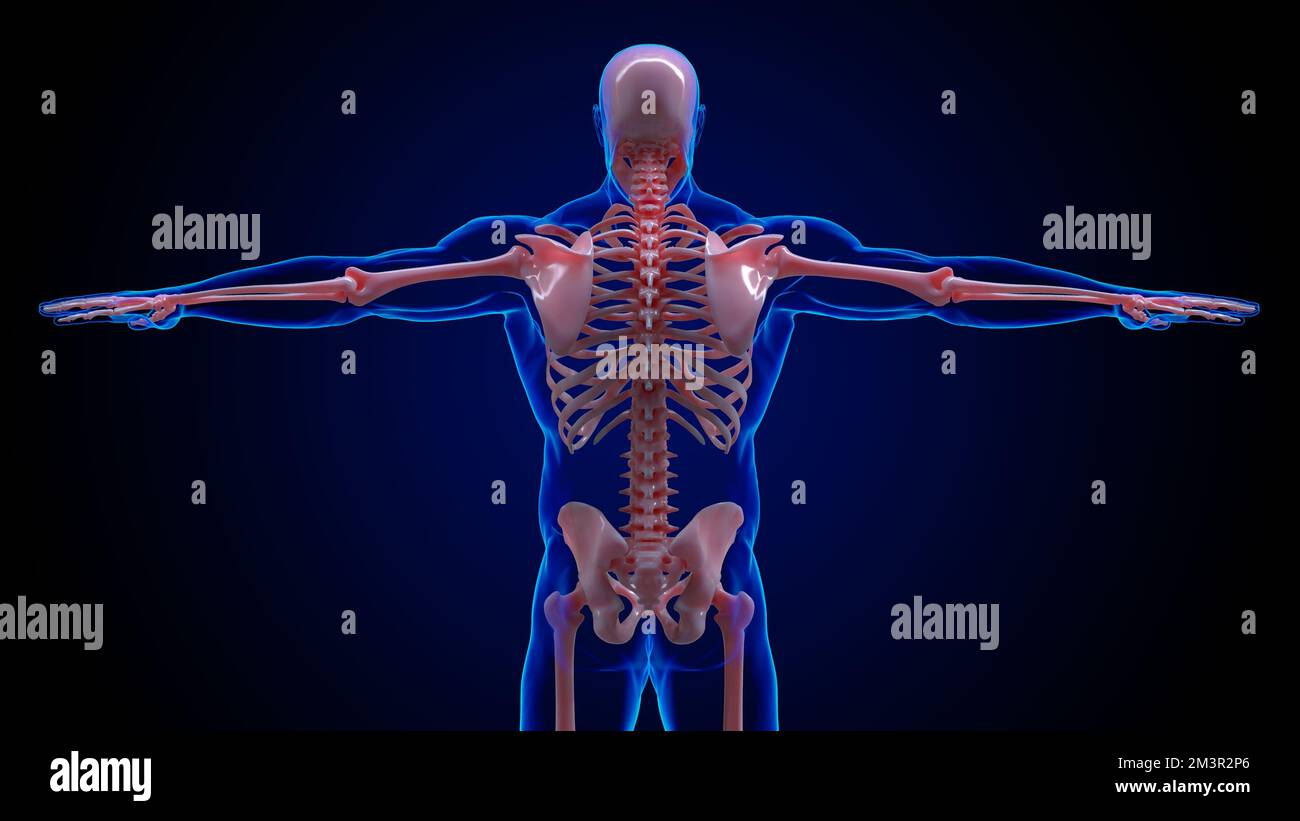Anatomie du squelette humain côtes et os de la hanche pour l ...