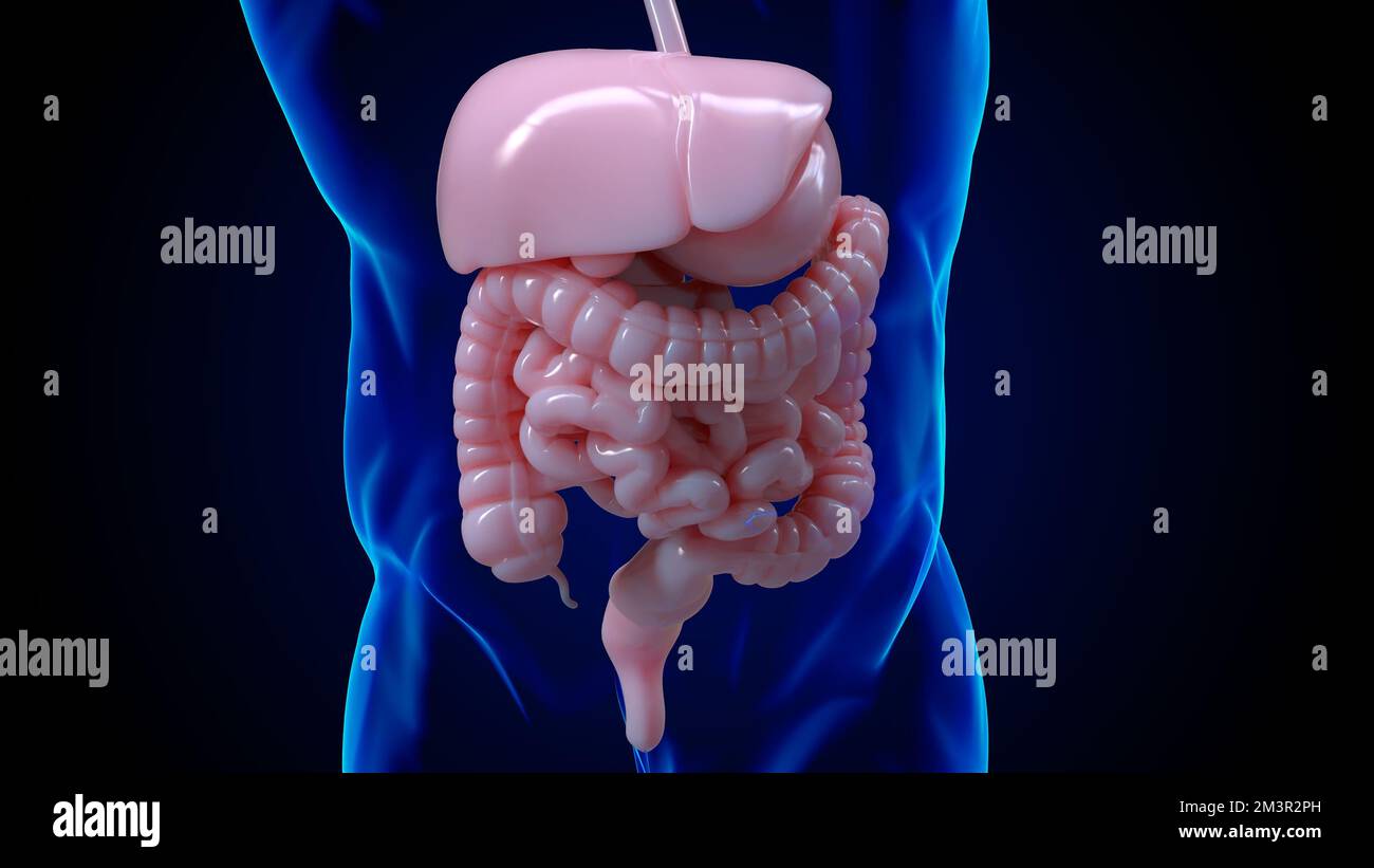 Anatomie du système digestif humain pour l'illustration du concept ...