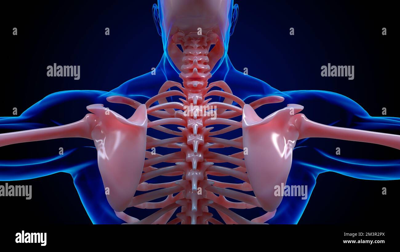 Squelette humain anatomie scapula os pour l'illustration du concept ...