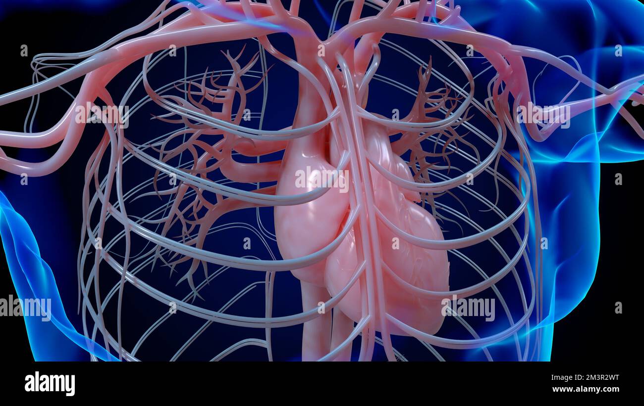 Anatomie du système circulatoire du cœur humain pour le concept médical ...