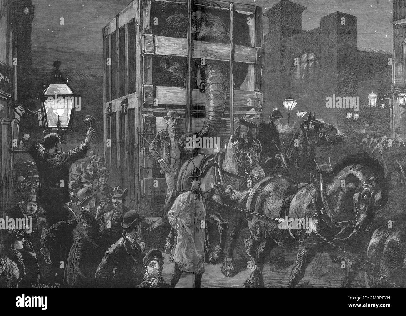 Jumbo l'éléphant d'Afrique a été acheté par le showman américain P.T ...