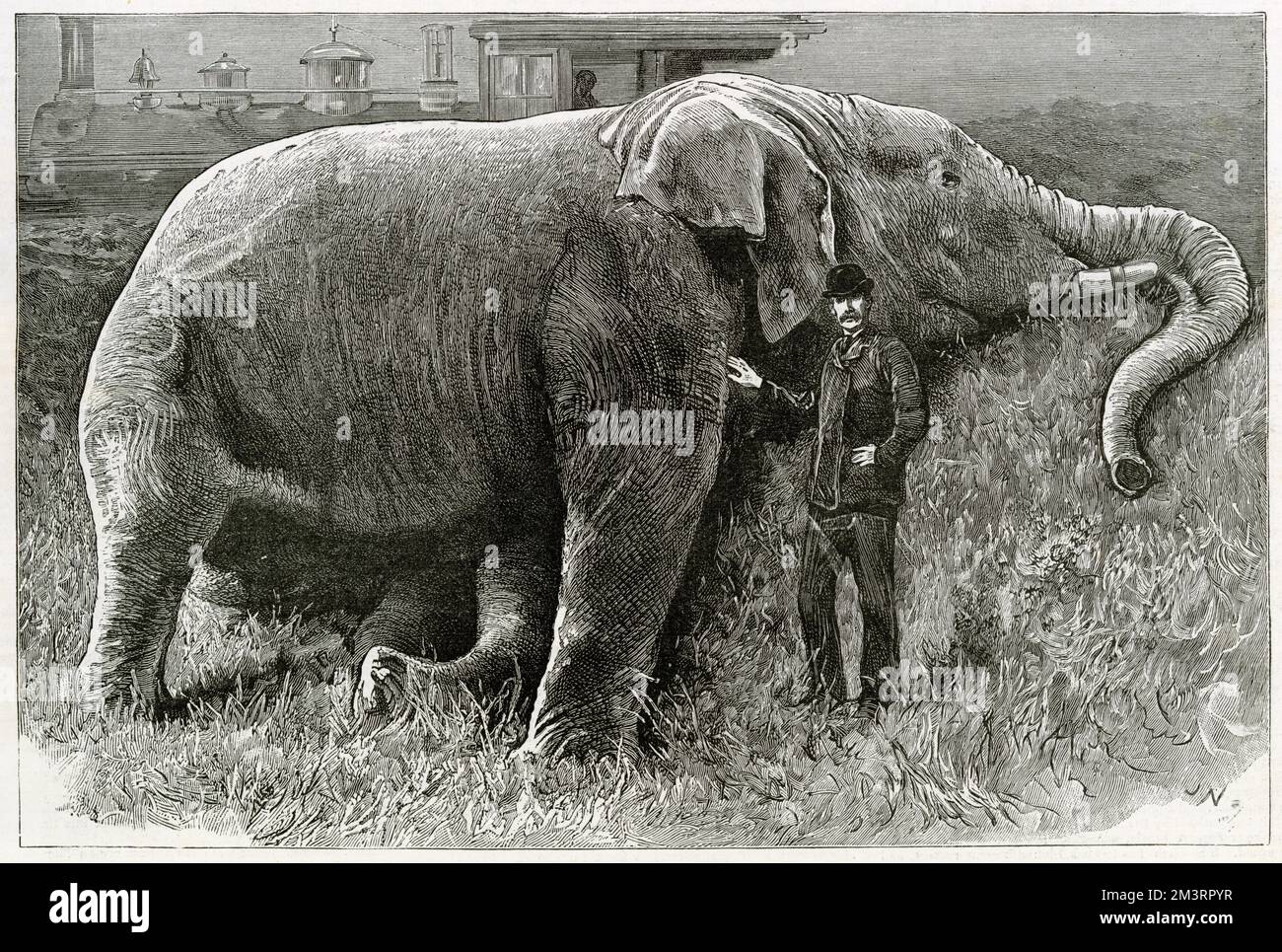 Jumbo death elephant Banque de photographies et d’images à haute ...