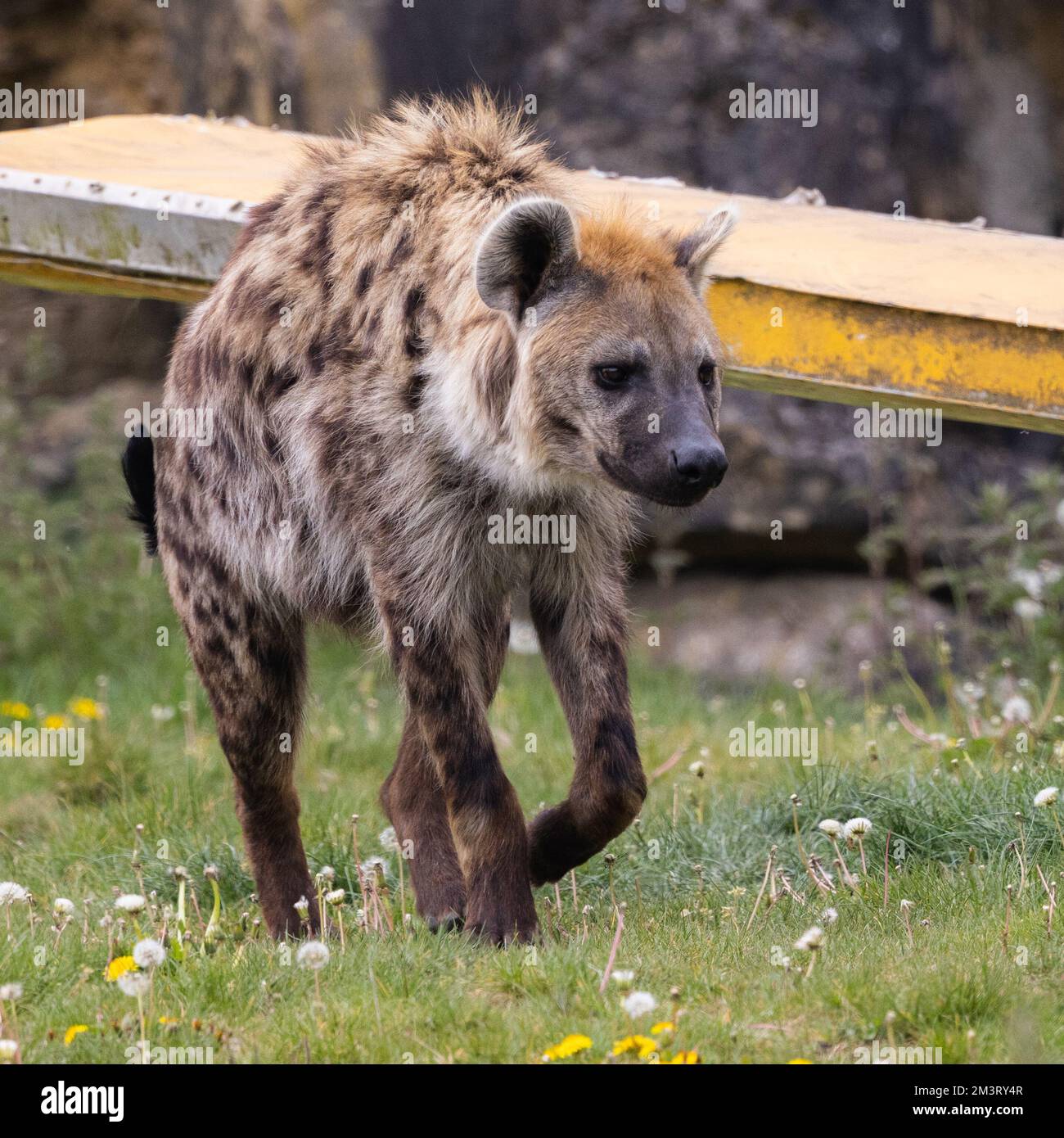 Une hyène tachetée (Crocuta crocuta) au zoo de Pairi Daiza en Belgique ...
