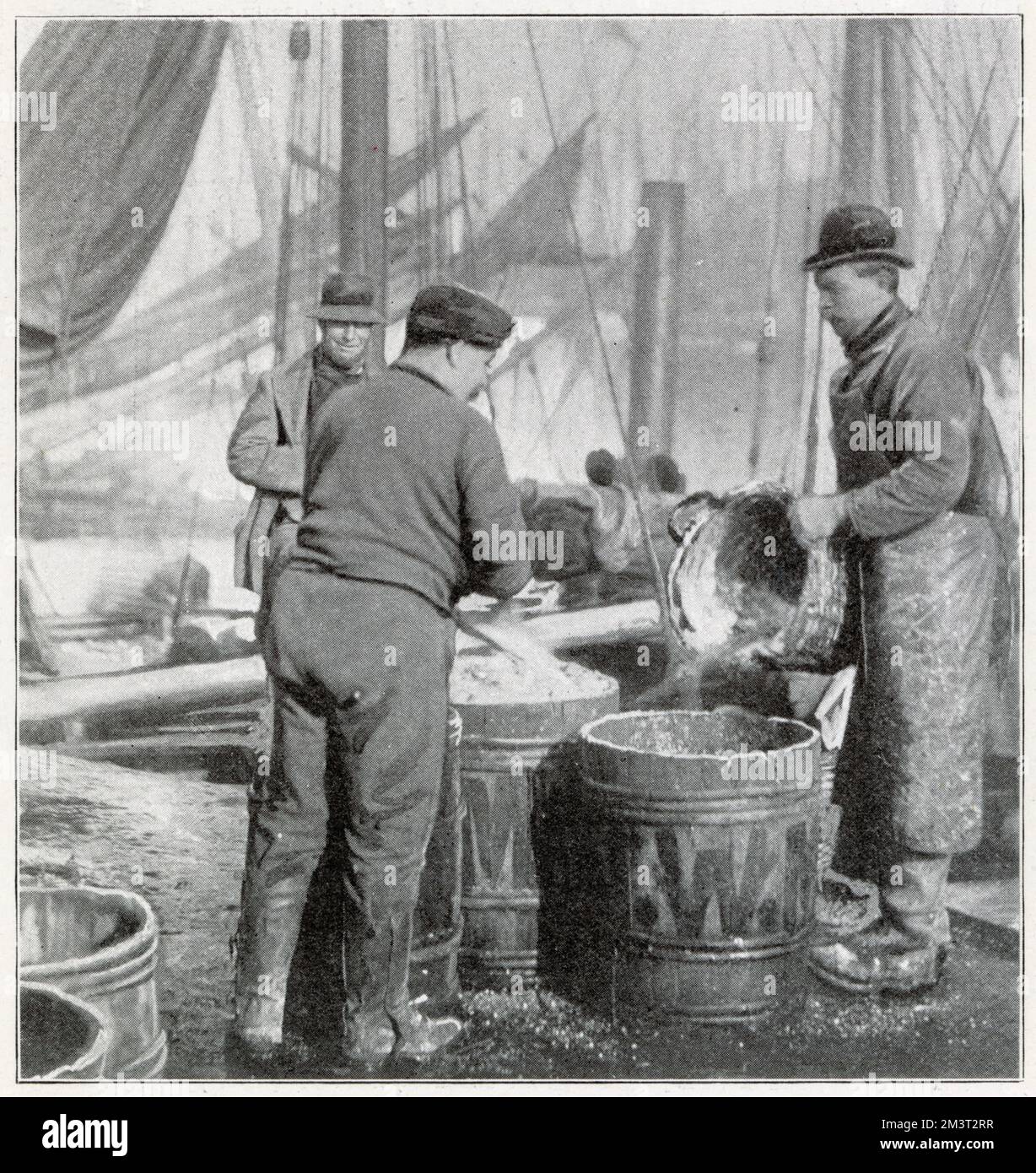 Les pêcheurs emballant hermétiquement le hareng dans des barils de bois ...