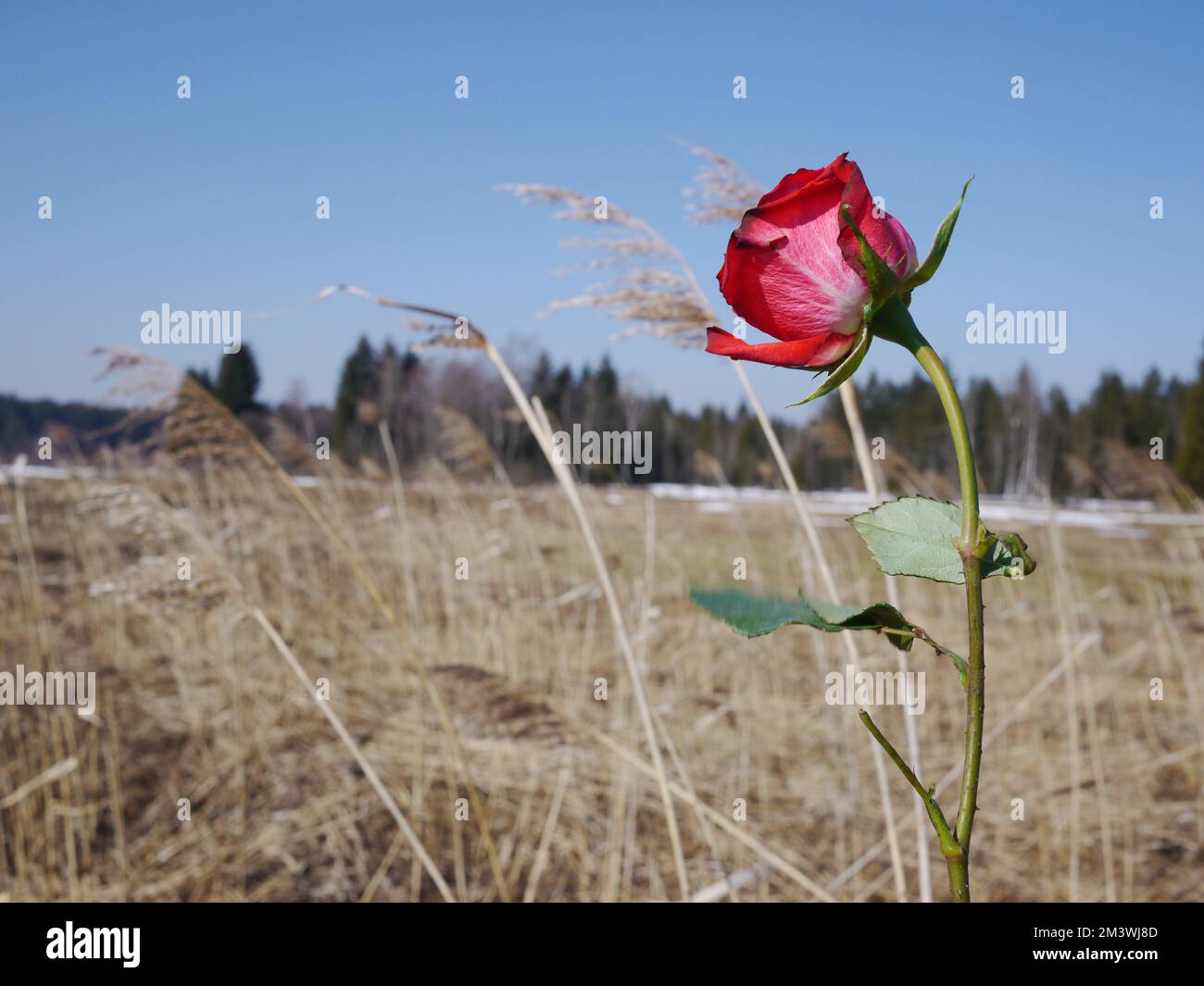 Blanche neige et rose rouge Banque de photographies et d’images à haute ...