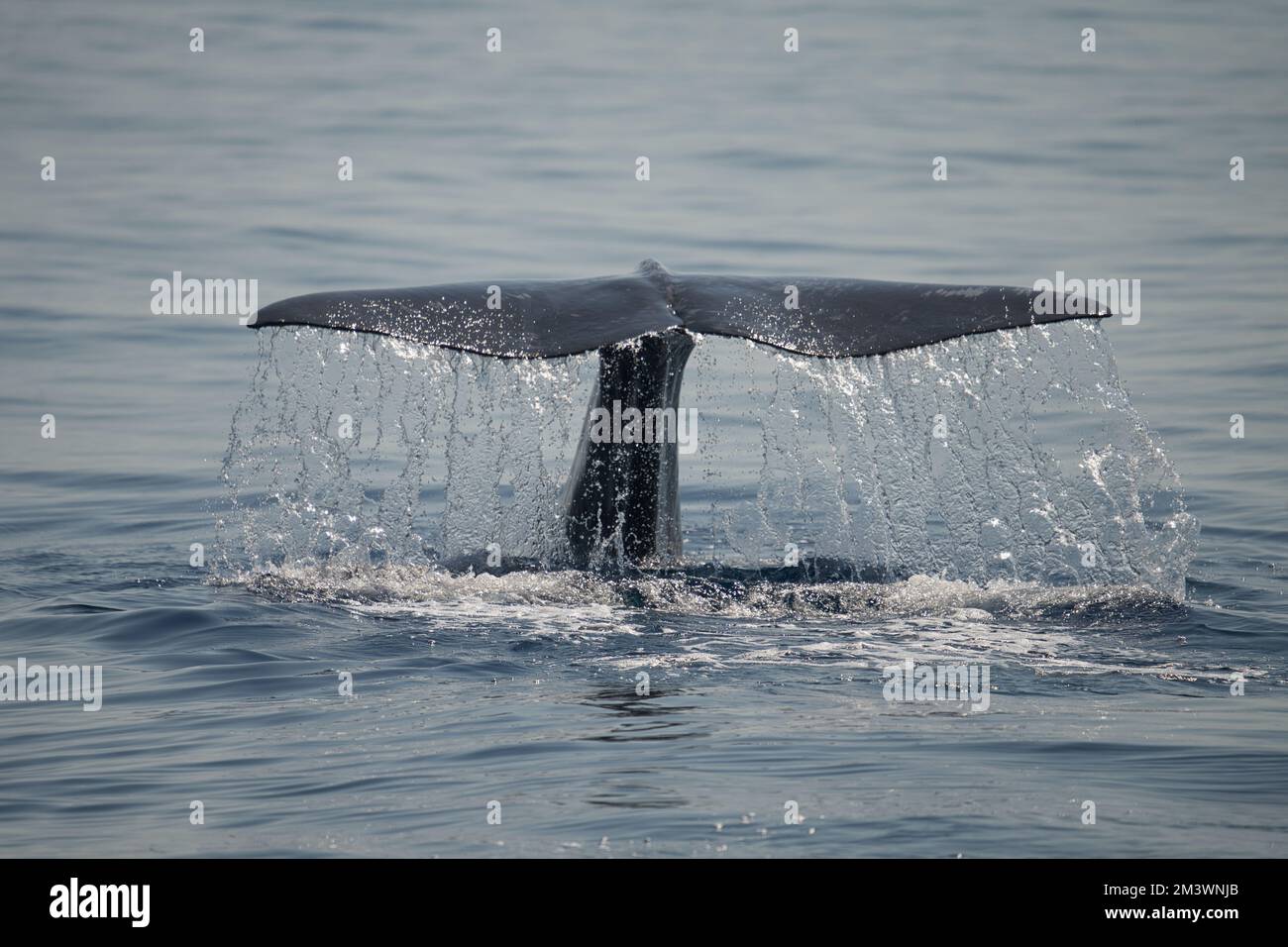 Grande nageoire caudale Banque de photographies et d’images à haute ...