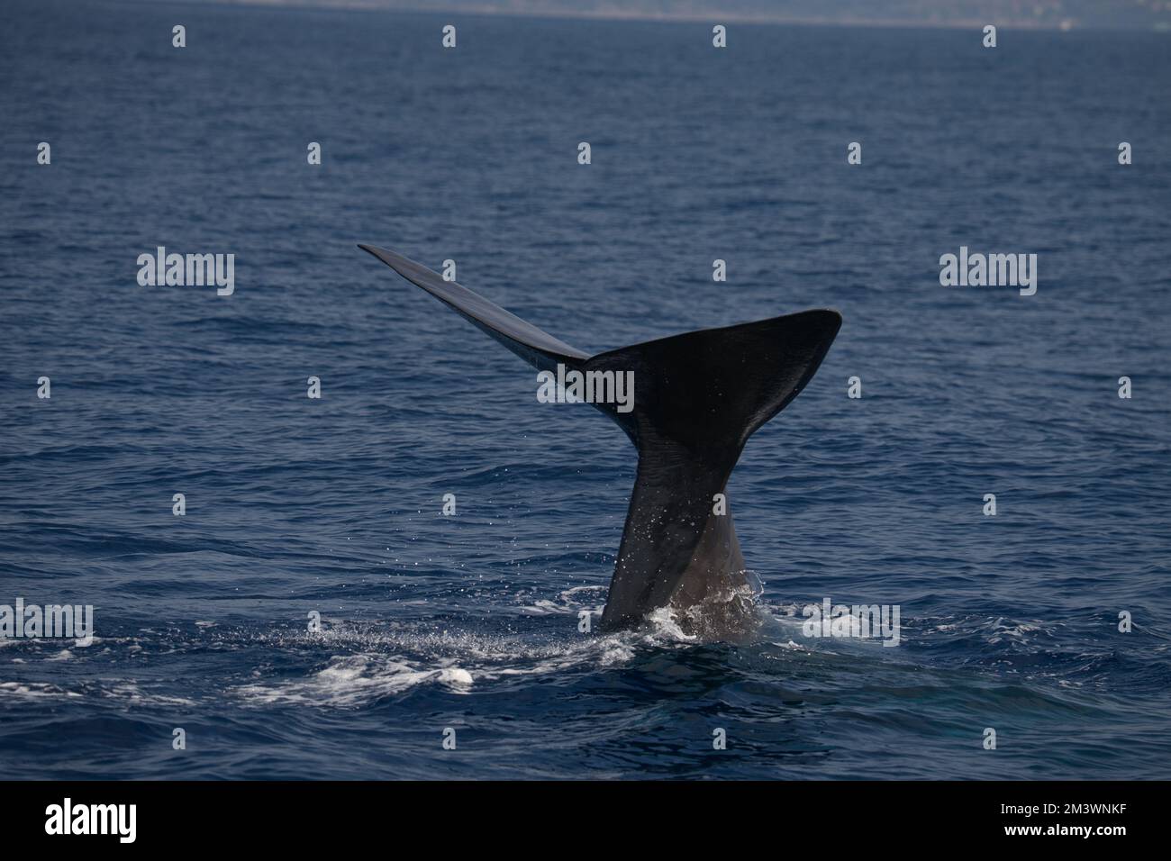 Grande nageoire caudale Banque de photographies et d’images à haute ...