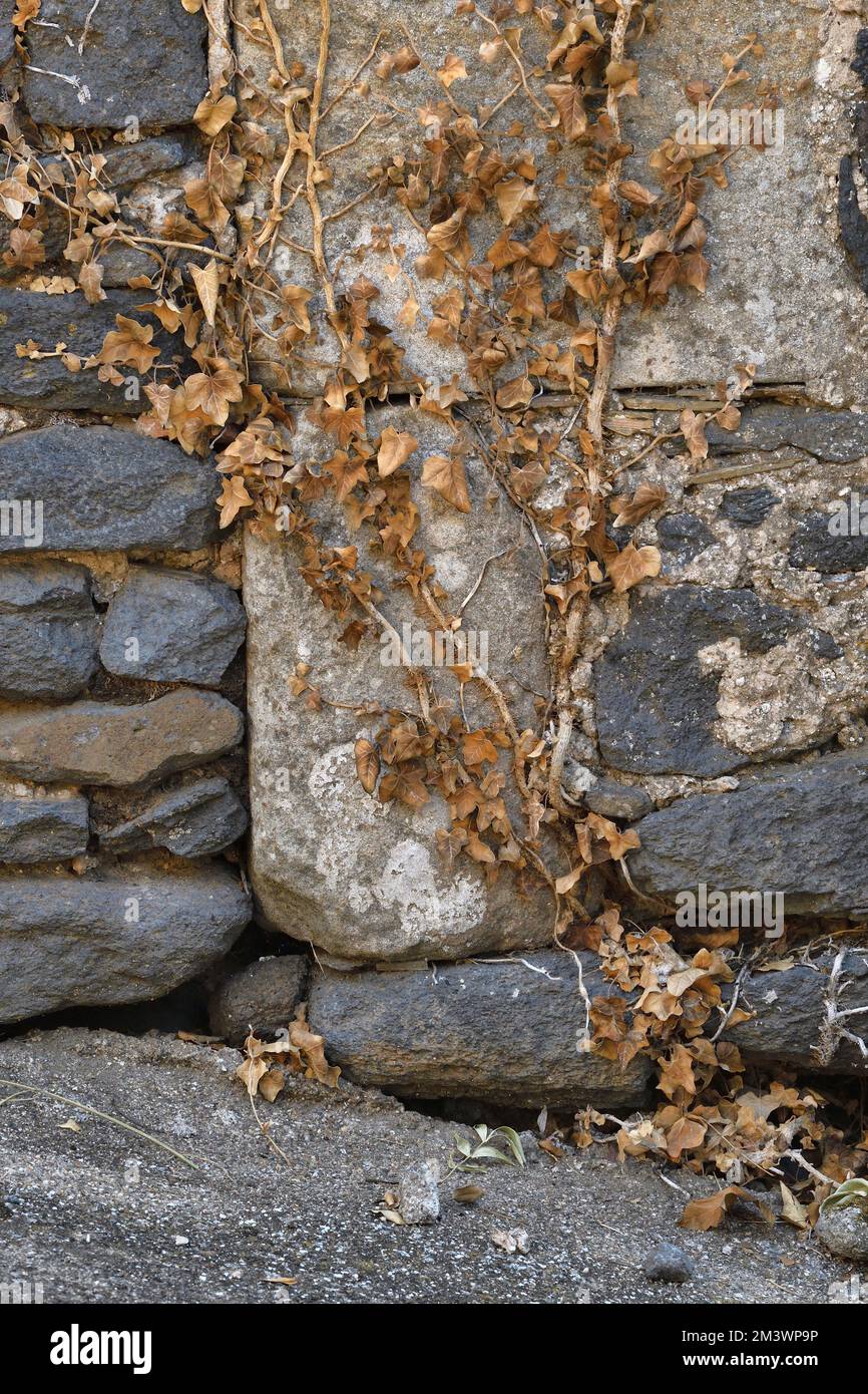 Ivy, Hedera Helix Dead Ivy sur le vieux mur en raison de la sécheresse ...