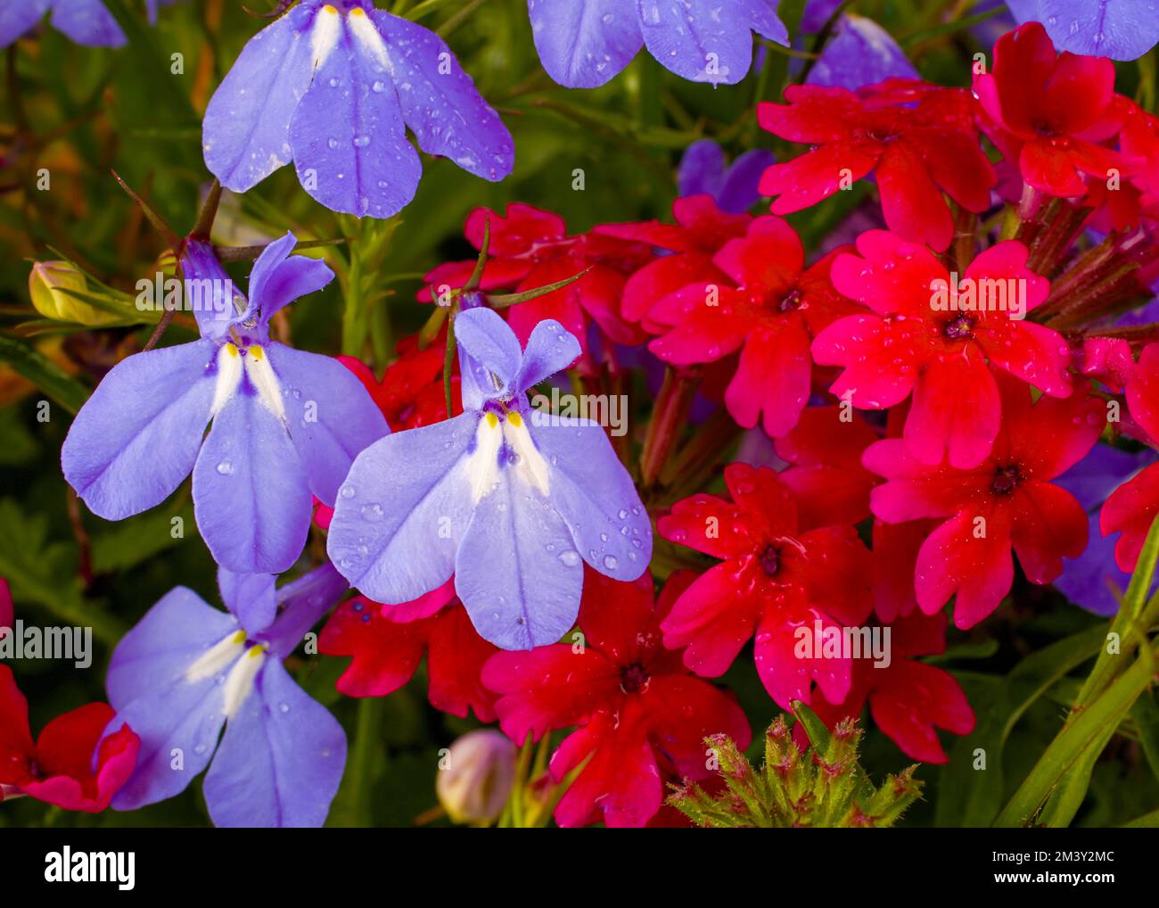 Lobelia pot Banque de photographies et d’images à haute résolution - Alamy
