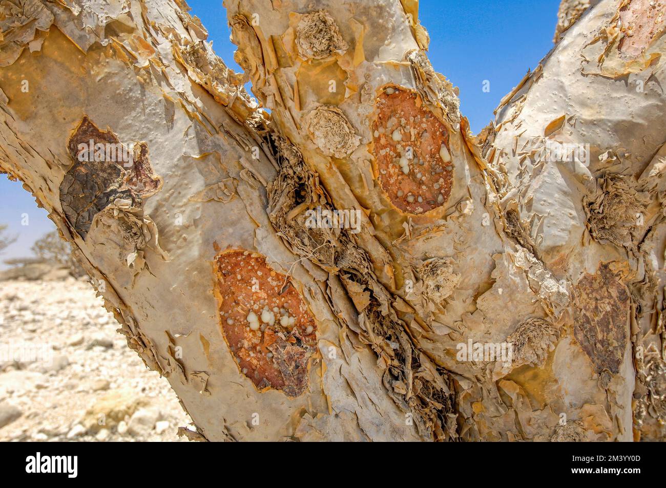 Incense harvest oman Banque de photographies et d’images à haute ...