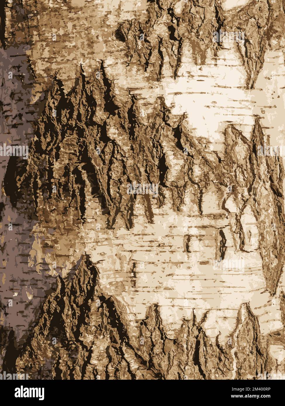 Illustration vectorielle réaliste de la texture de l'écorce de bouleau ...