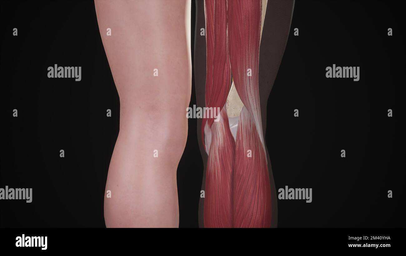 Popliteal vein Banque de photographies et d’images à haute résolution ...