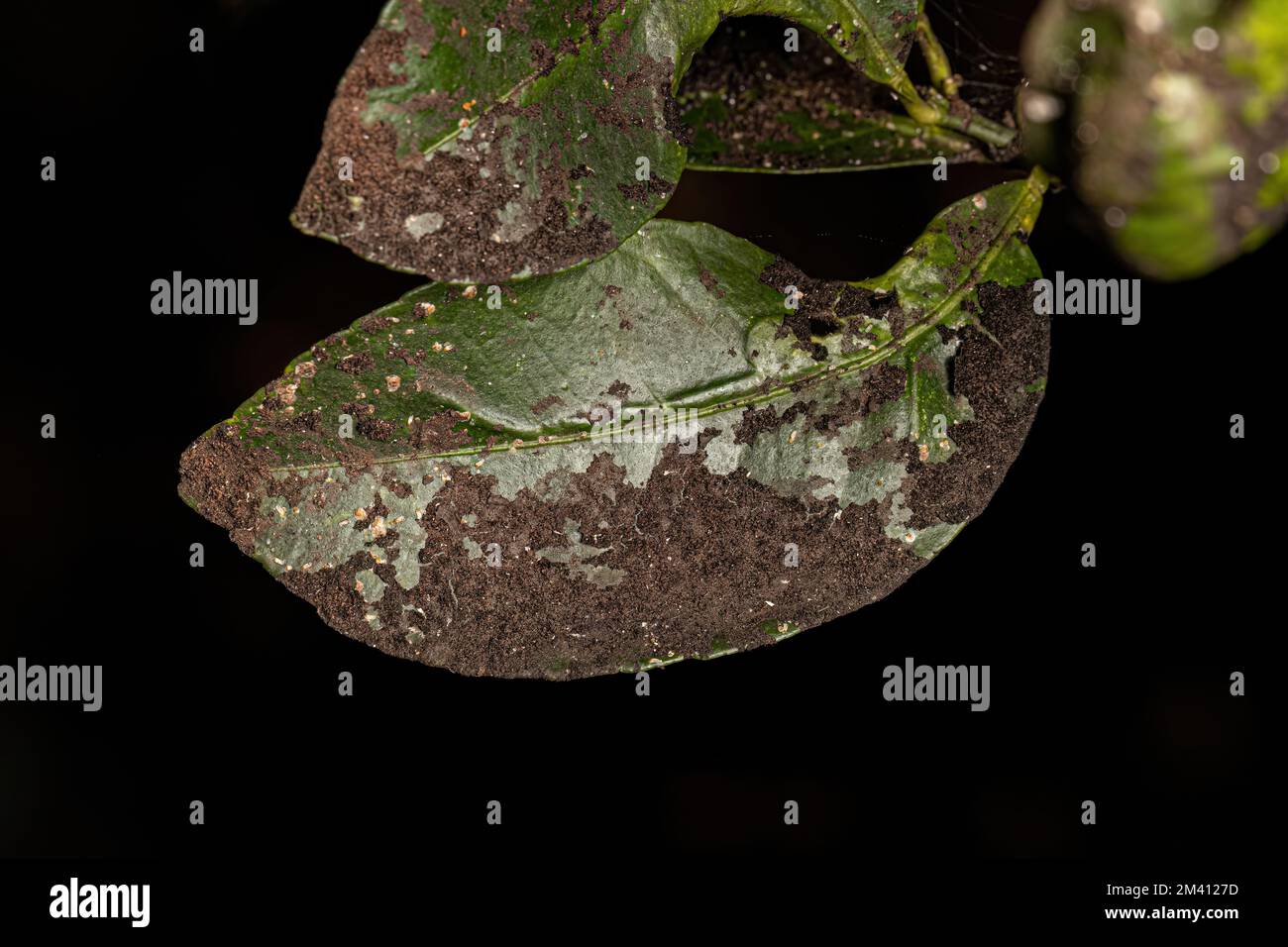 Moule noir de l'ooty du genre Capnodium sur un arbre fruitier de ...